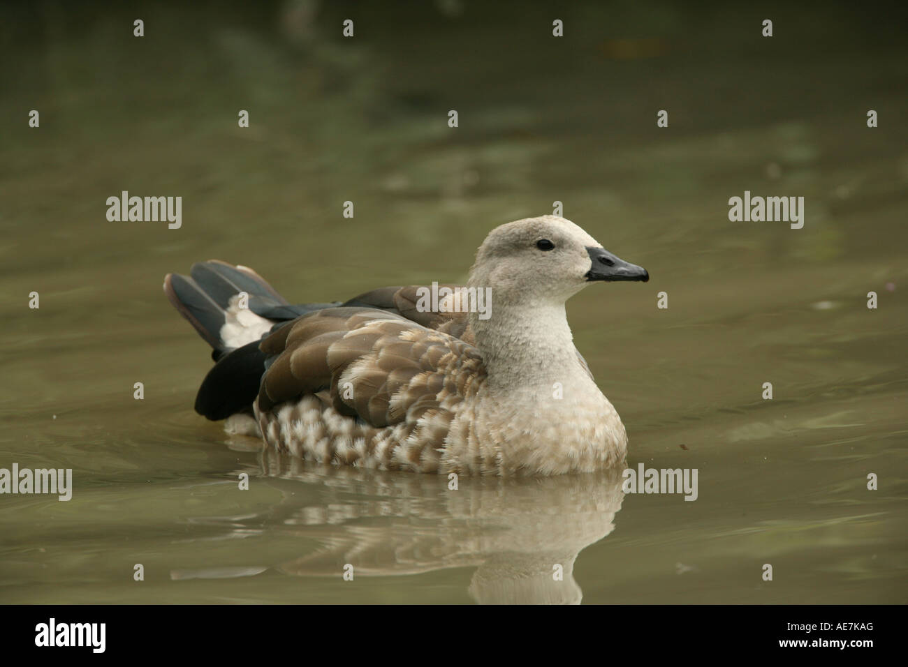 Blue winged goose cyanochen cyanopterus sheldgoose of ethiopia Stock ...