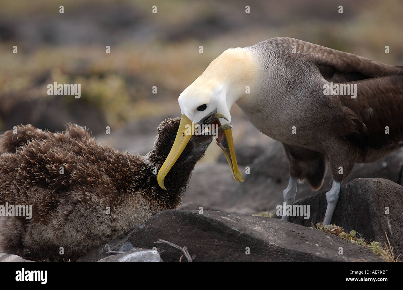 Albatross feeding its young hi-res stock photography and images - Alamy