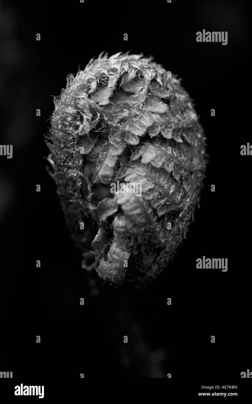 Detail of coiled fern Stock Photo - Alamy