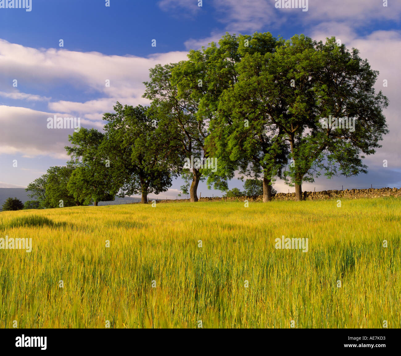 Farm scene showing a field of barley Stock Photo - Alamy