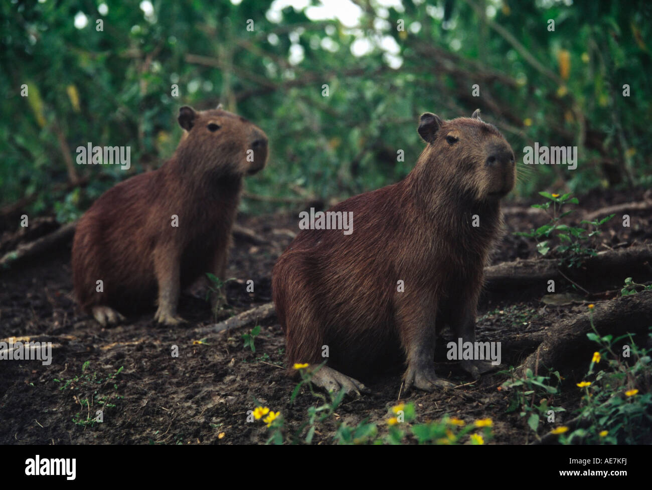 Capybaras bolivia hi-res stock photography and images - Alamy