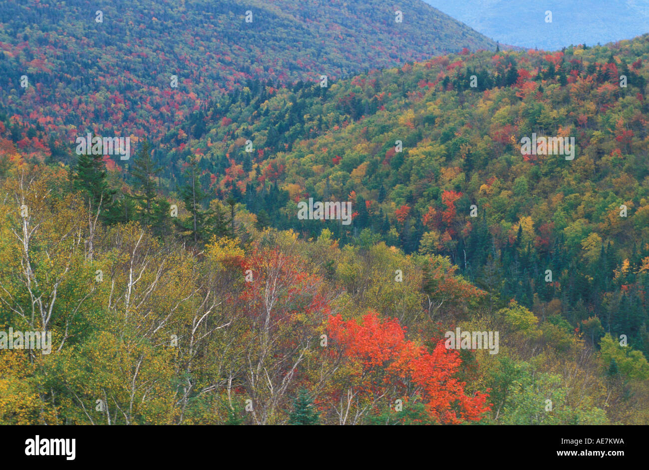 Second growth forest in the White Mountain National Forest Pemigewasset ...
