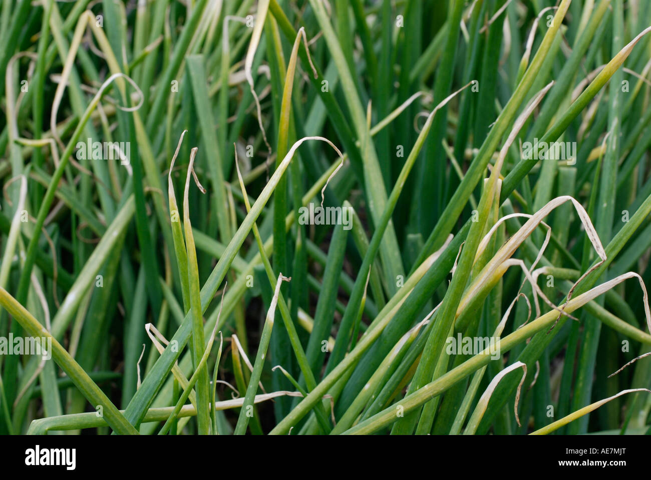 Onion leaf hi-res stock photography and images - Alamy