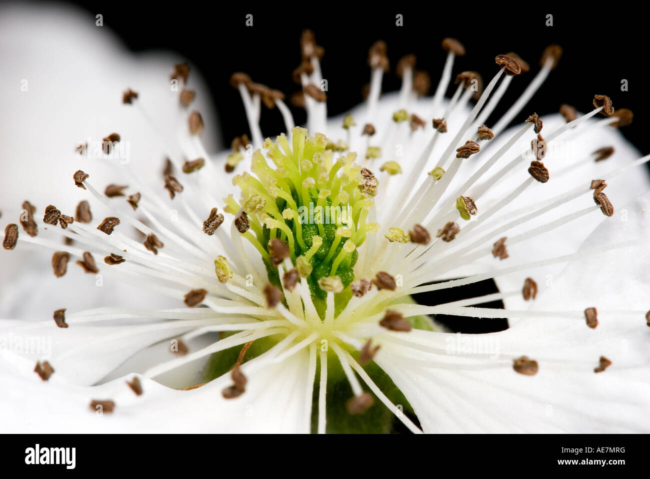 Macro photo of a Blackberry blossom Rubus fruticosus A K A Bramble ...