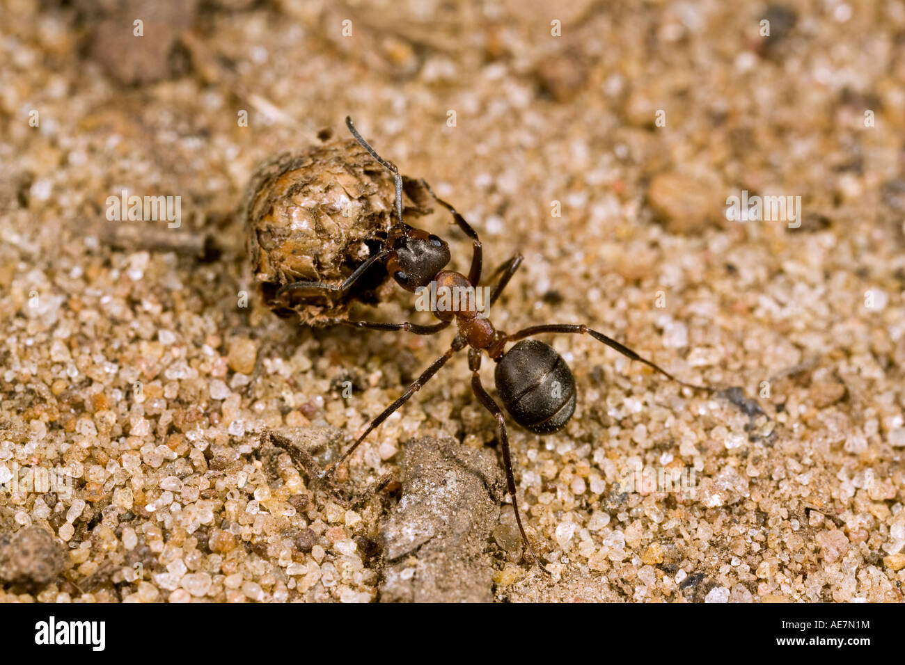 Wood Ant Formica rufa carrying nest material back to nest Maulden wood ...