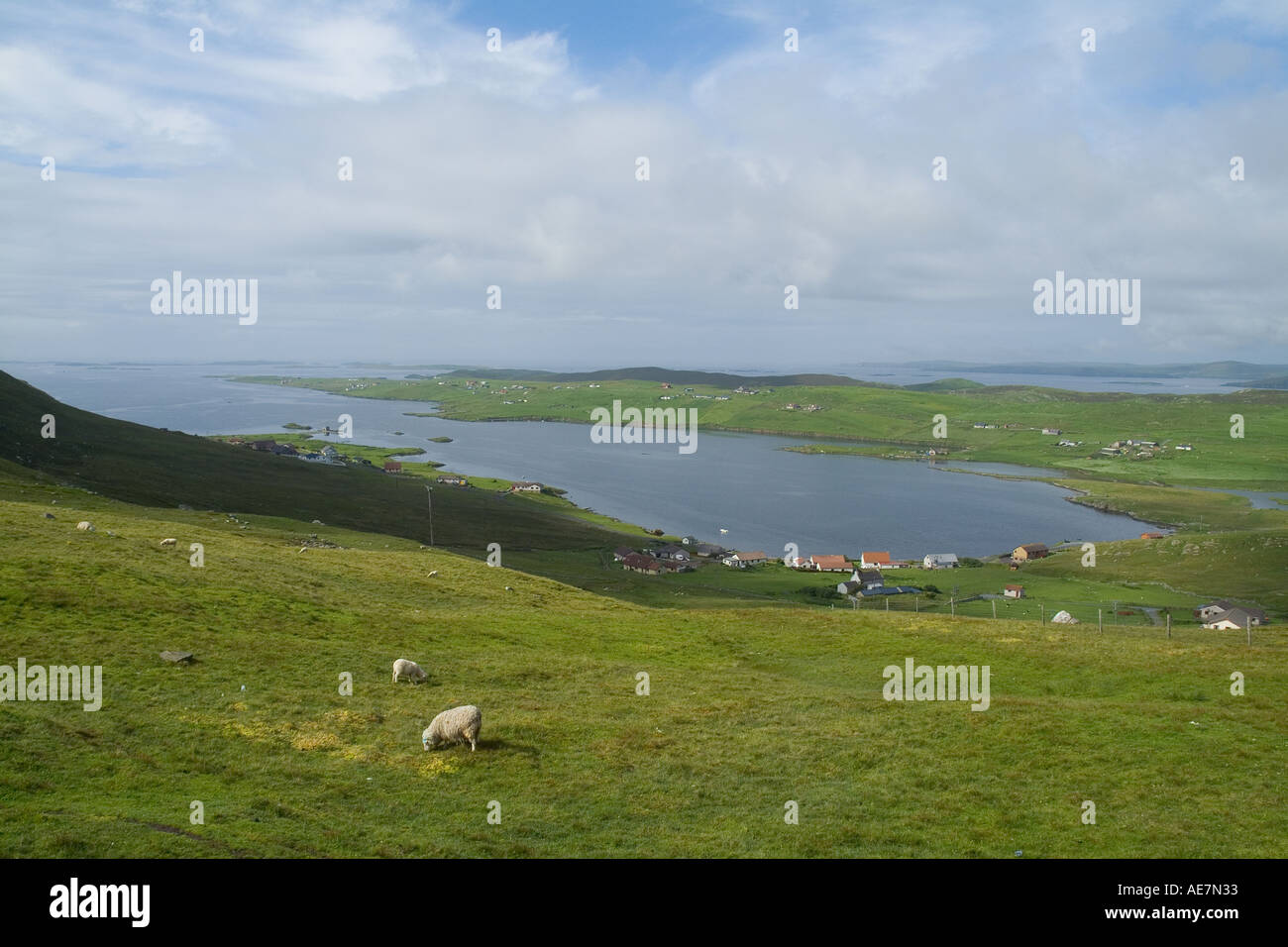 dh Whiteness Voe WHITENESS SHETLAND Sheep and lamb on hillside ...