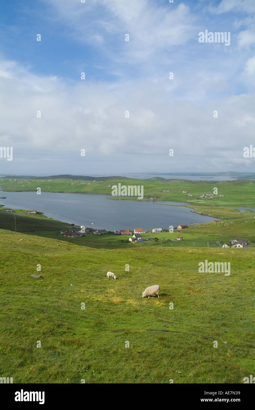 dh Whiteness Voe WHITENESS SHETLAND Sheep and lamb on hillside ...