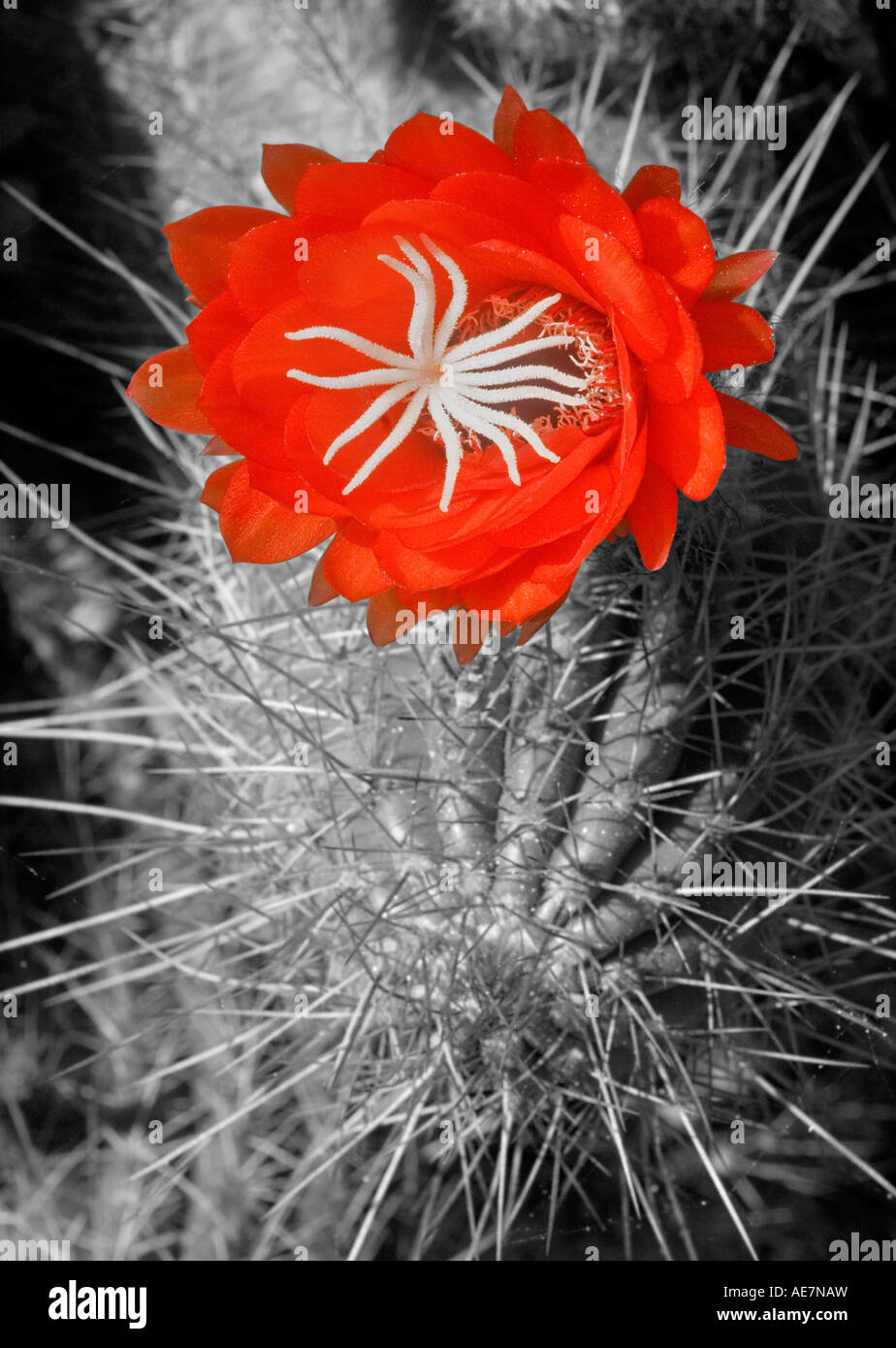 Red Cactus flower blossom Stock Photo - Alamy