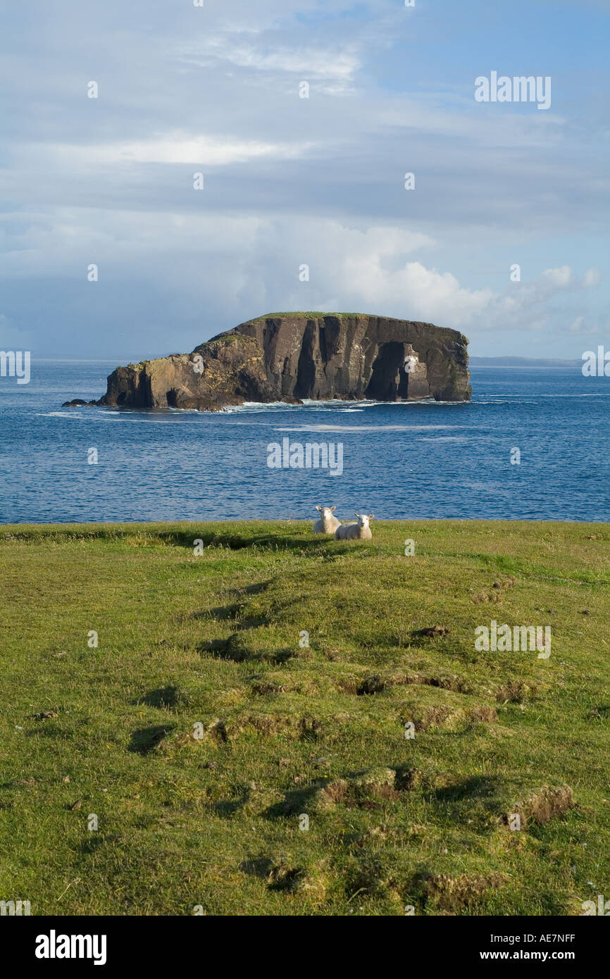 dh Dore Holm ESHA NESS SHETLAND Shetland sheep lambs sitting on cliff ...