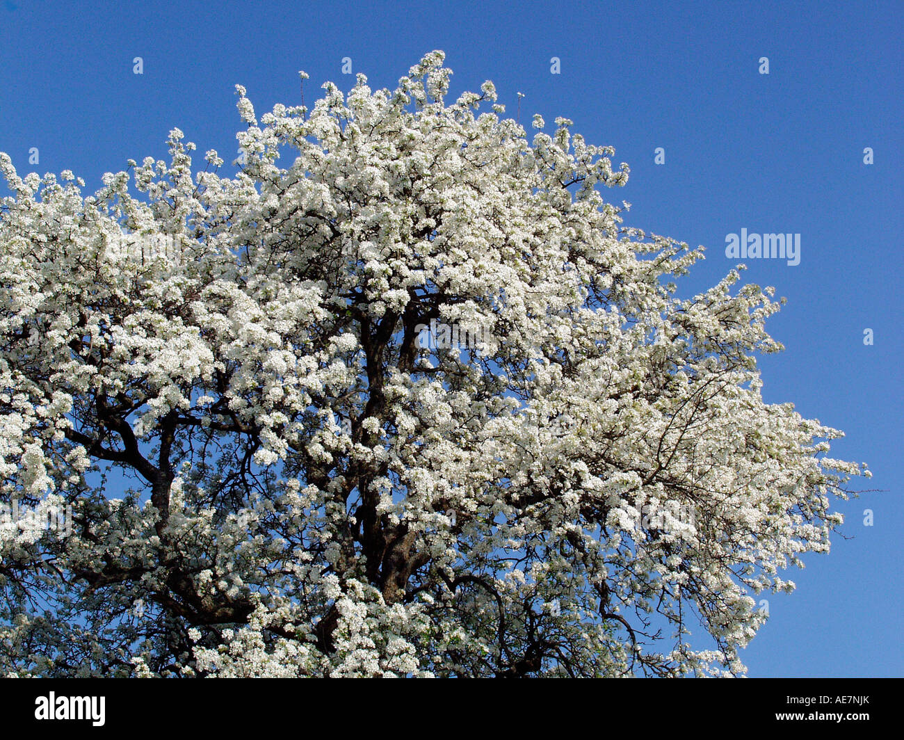 Arbre en fleur hi-res stock photography and images - Alamy