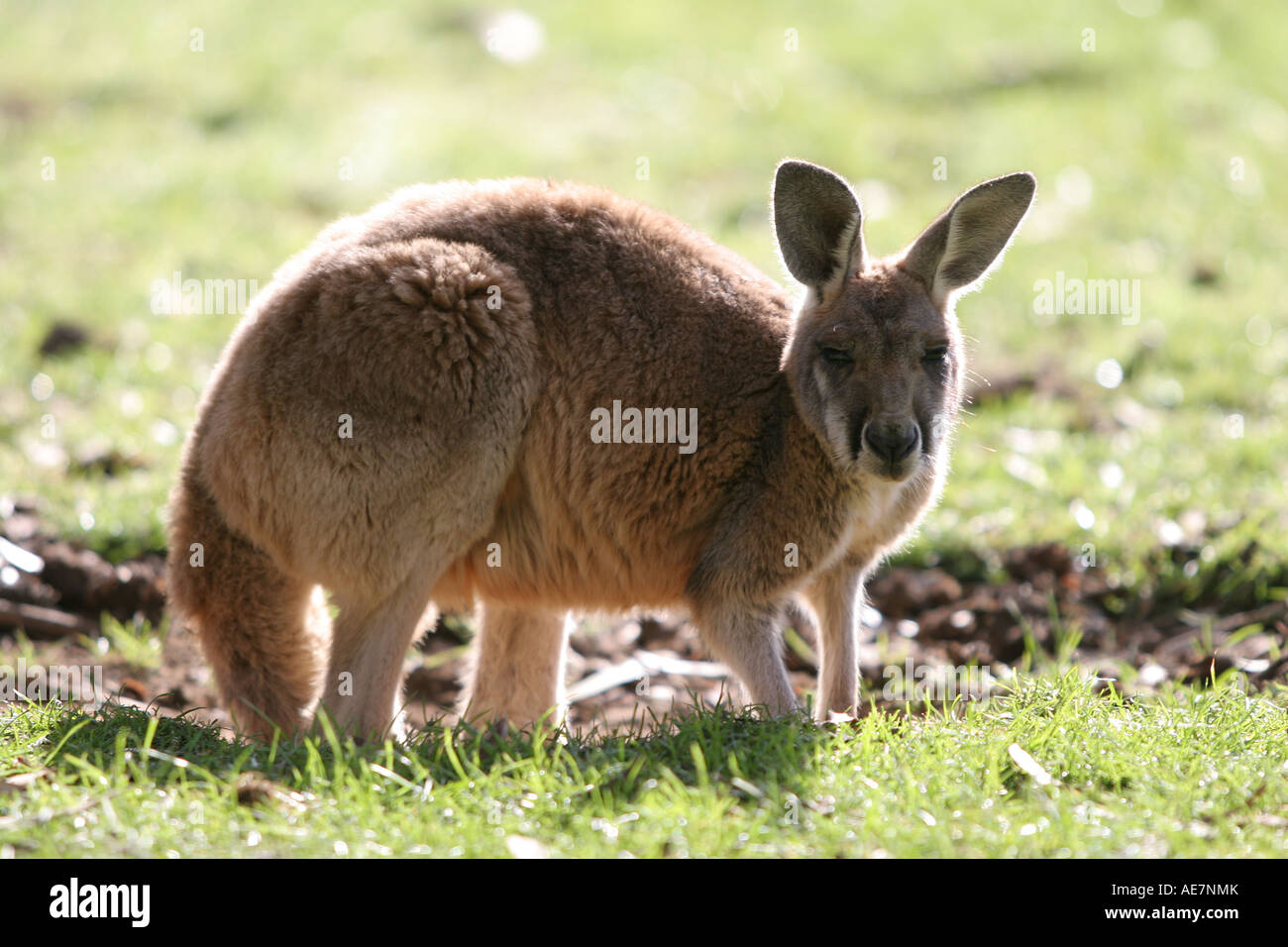 Kanga and roo hi-res stock photography and images - Alamy