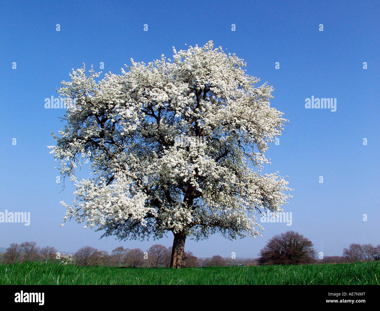 Arbre en fleur hi-res stock photography and images - Alamy