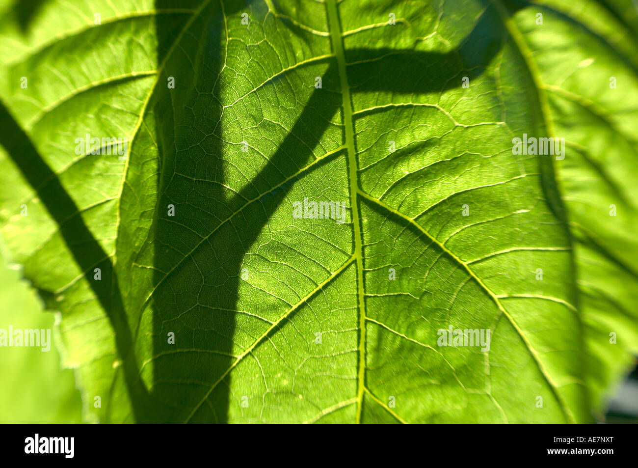 Earth and leaf hi-res stock photography and images - Alamy