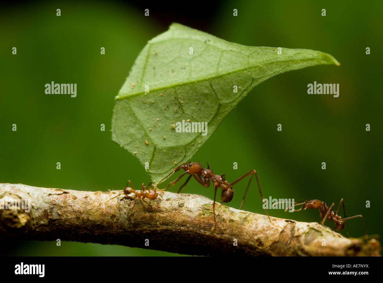 LEAF-CUTTER ANT carrying leaf Stock Photo - Alamy