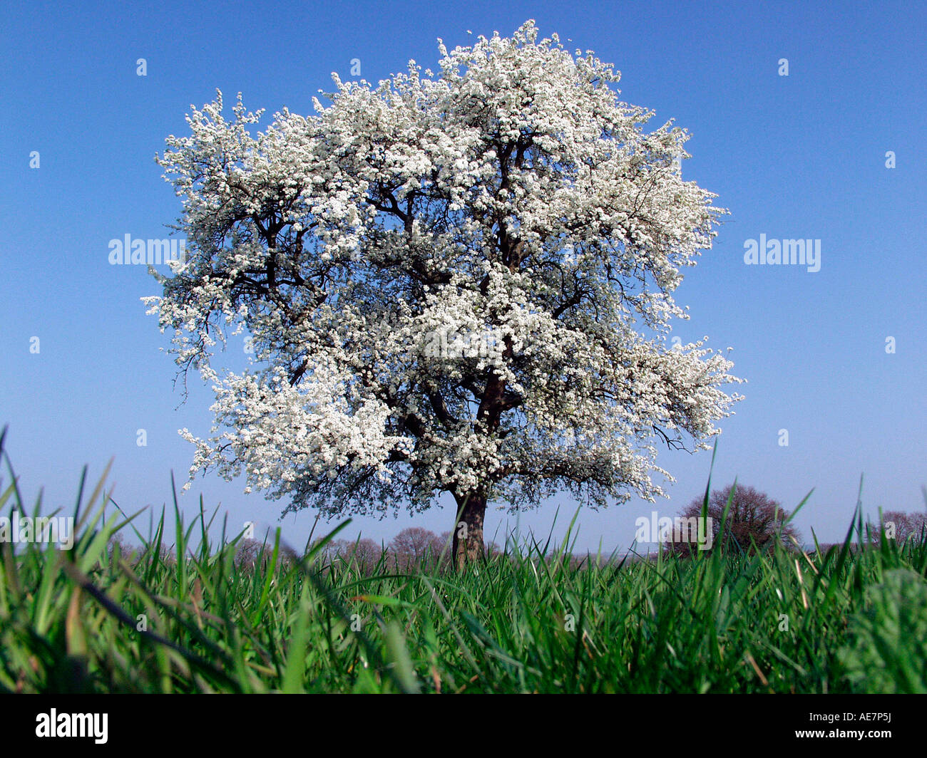 Arbre en fleur hi-res stock photography and images - Alamy