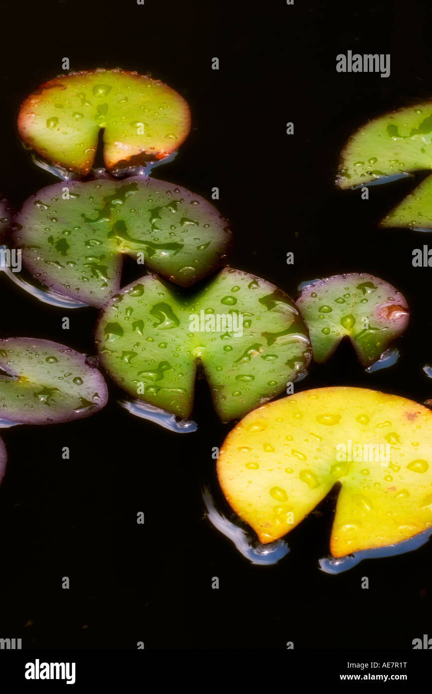 Series of Lily Pads Stock Photo - Alamy