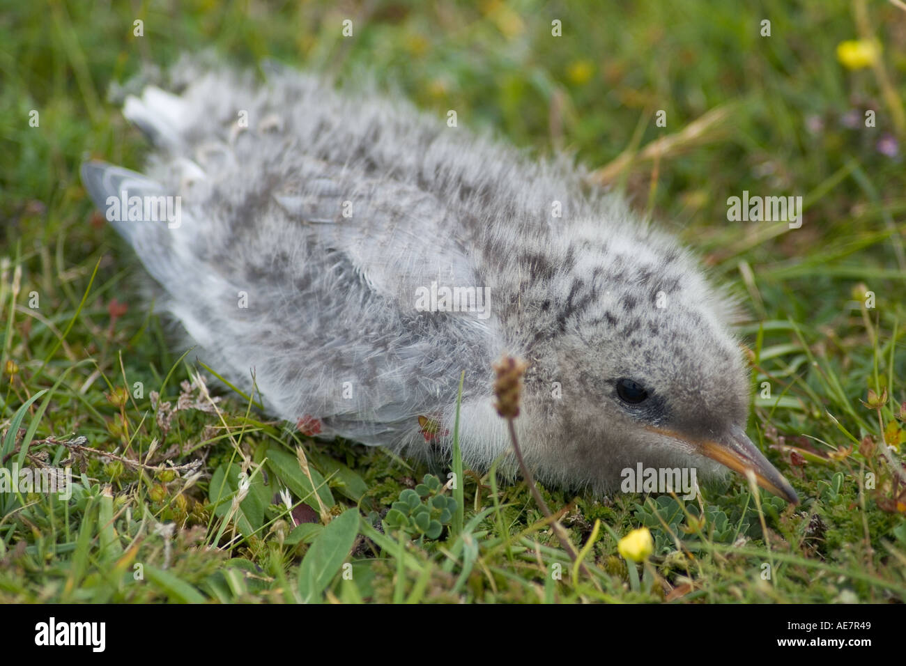 Uk common terns and chicks hi-res stock photography and images - Alamy