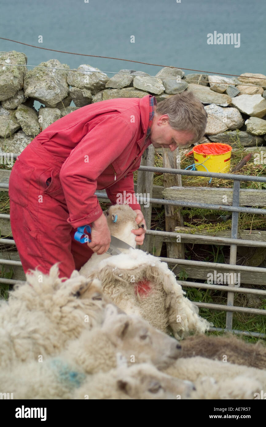 dh WEST BURRA SHETLAND Farmer shearing Shetland sheep with hand ...