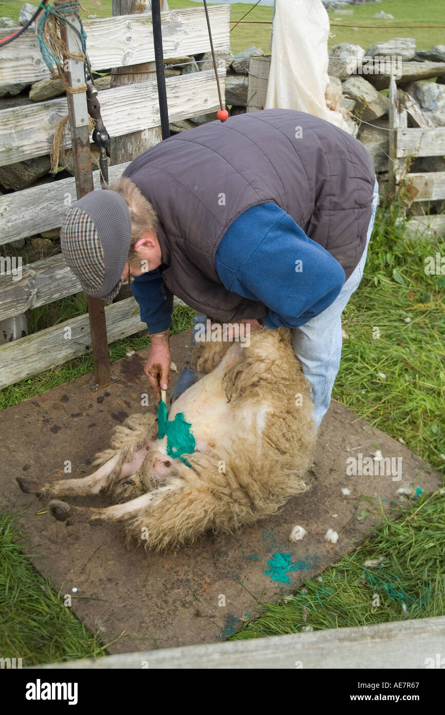 dh WEST BURRA SHETLAND Farmer marking their Shetland sheep farm worker ...