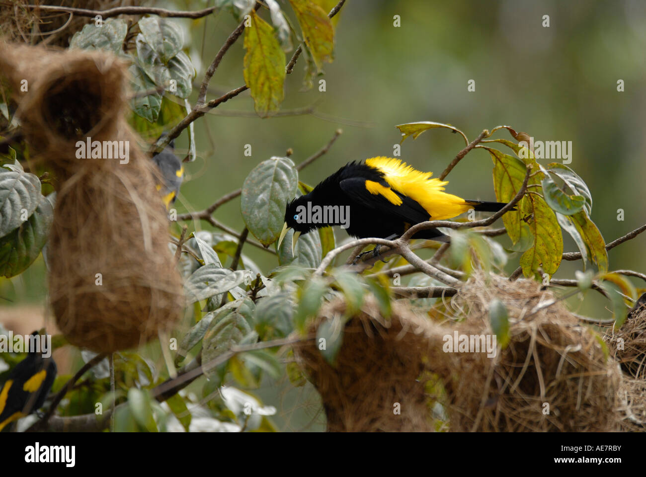 YELLOW-RUMPED CACIQUE Cacicus cela displaying at nest Stock Photo - Alamy