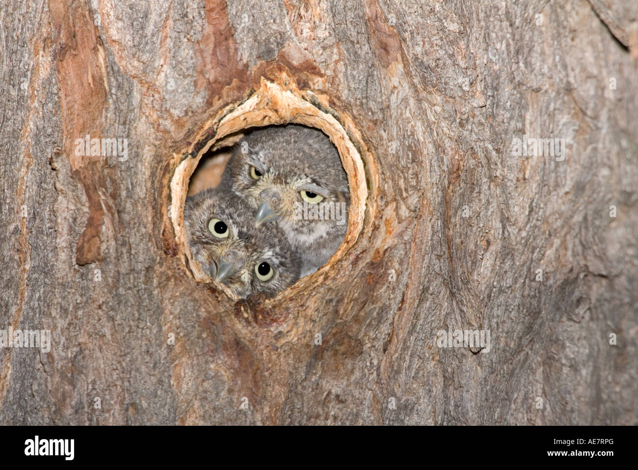 Elf owl hi-res stock photography and images - Alamy