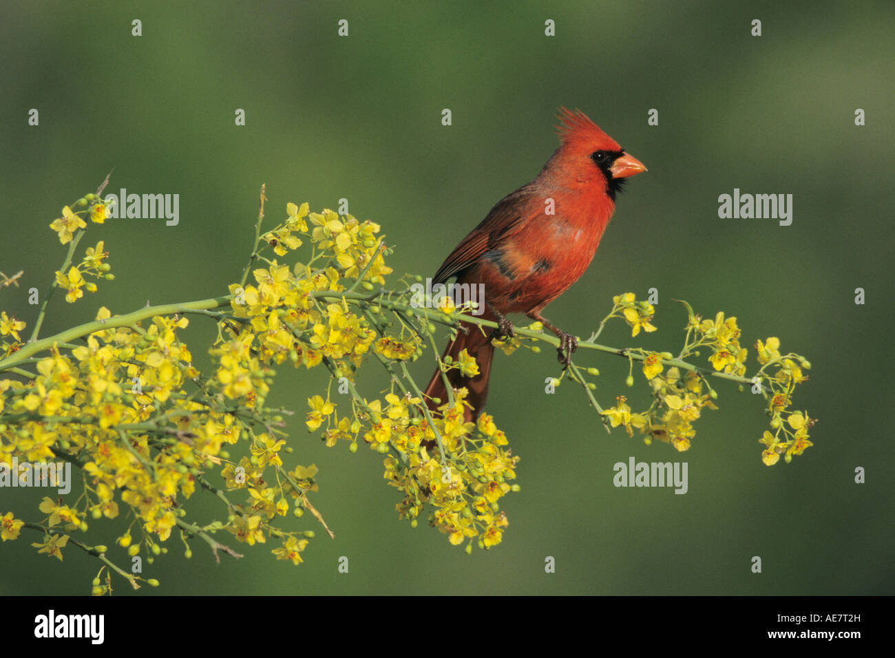Northern Cardinal Cardinalis cardinalis male on blooming Paloverde ...