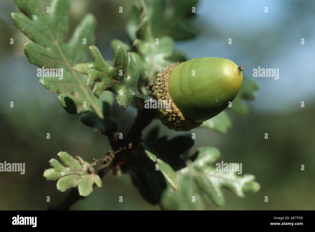 Fruit of the oak hi-res stock photography and images - Alamy