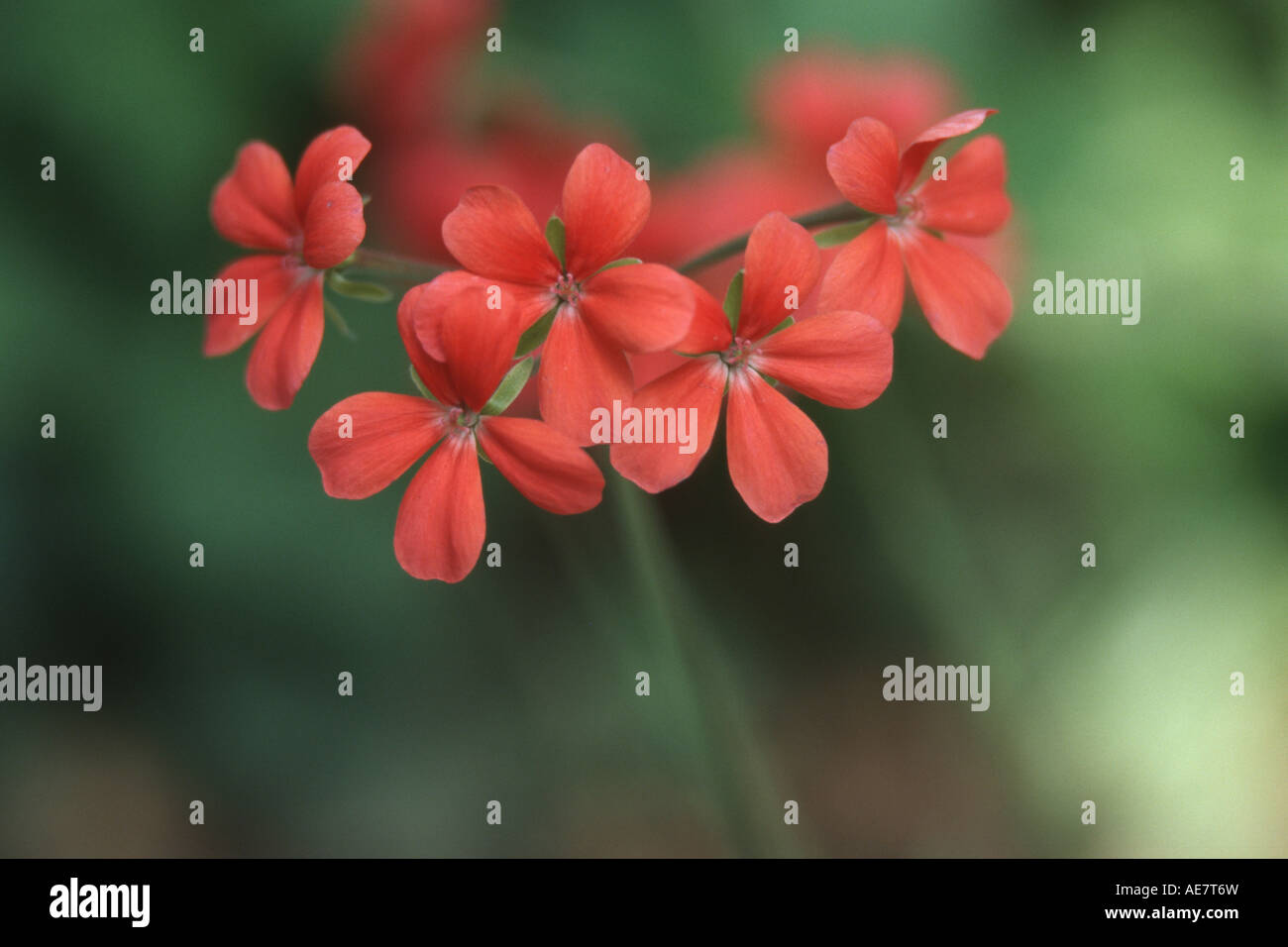 Pelargonium tongaense, geranium (Pelargonium tongaense), flowers Stock ...