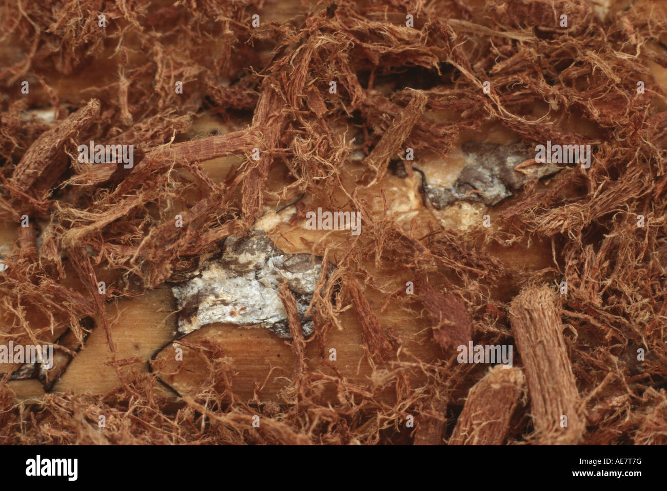 west Indian locust, jatoba (Hymenaea courbaril), bark Stock Photo - Alamy