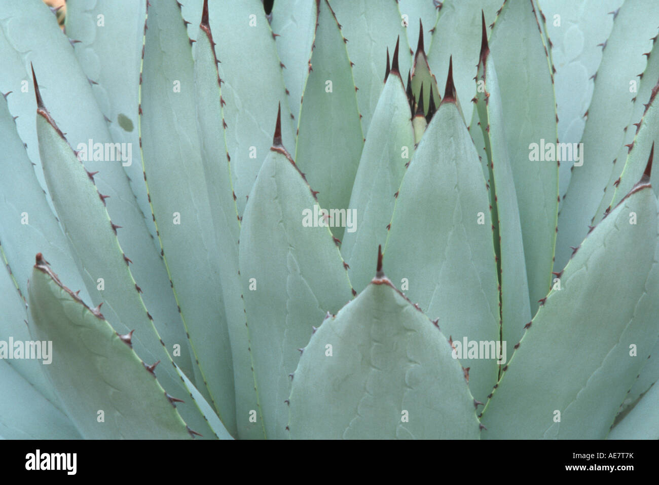 Agave rosette hi-res stock photography and images - Alamy