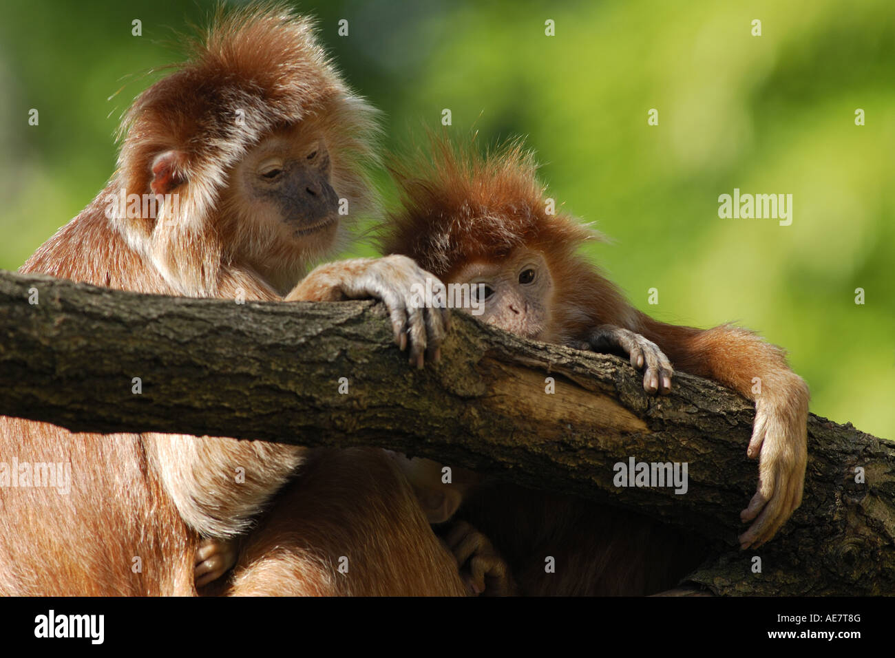 Javan lutung, Javan langur, Ebony langur, Ebony lutung (Trachypithecus ...