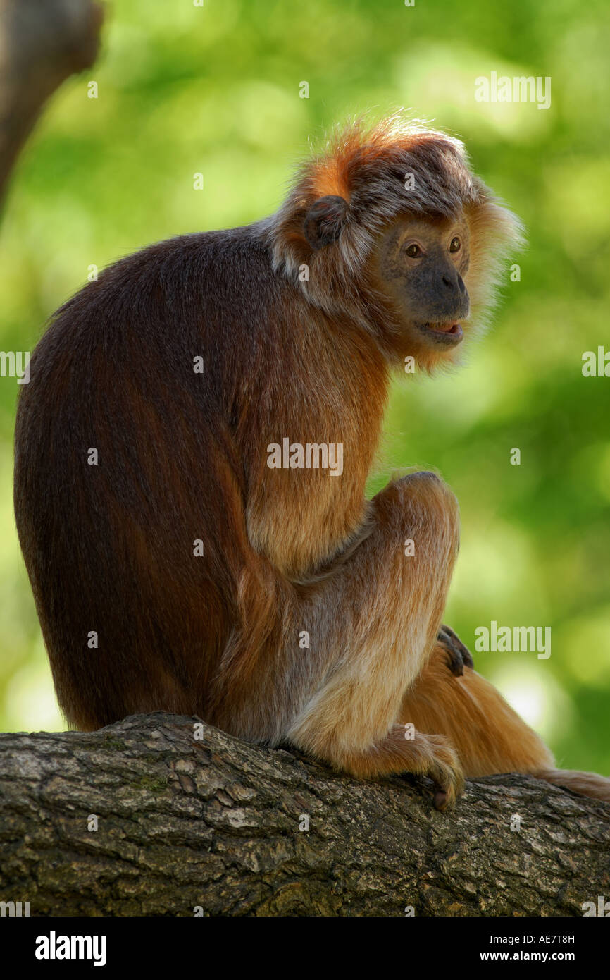 Javan lutung, Javan langur, Ebony langur, Ebony lutung (Trachypithecus ...