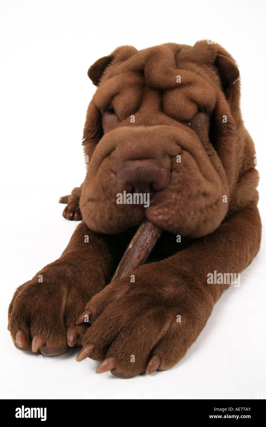 Shar Pei, Chinese Shar-Pei (Canis lupus f. familiaris), chewing a ...