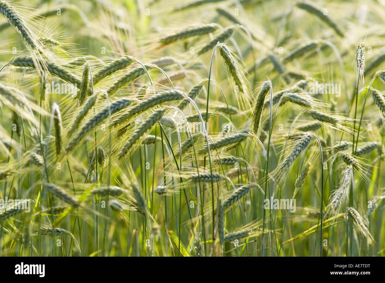 Triticale Acre High Resolution Stock Photography and Images - Alamy