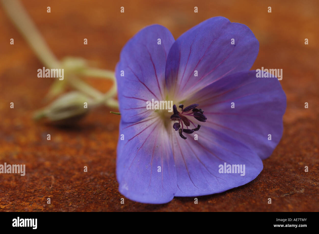 meadow cranesbill (Geranium pratense), blue cranesbillblossom on an ...