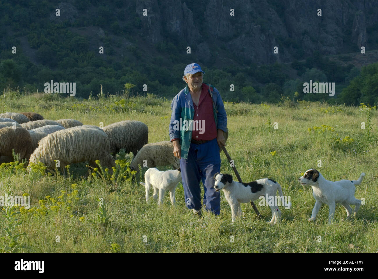 shepherd with herd and sheepdogs, Bulgaria, Eastern Rhodopes, Madzarovo ...