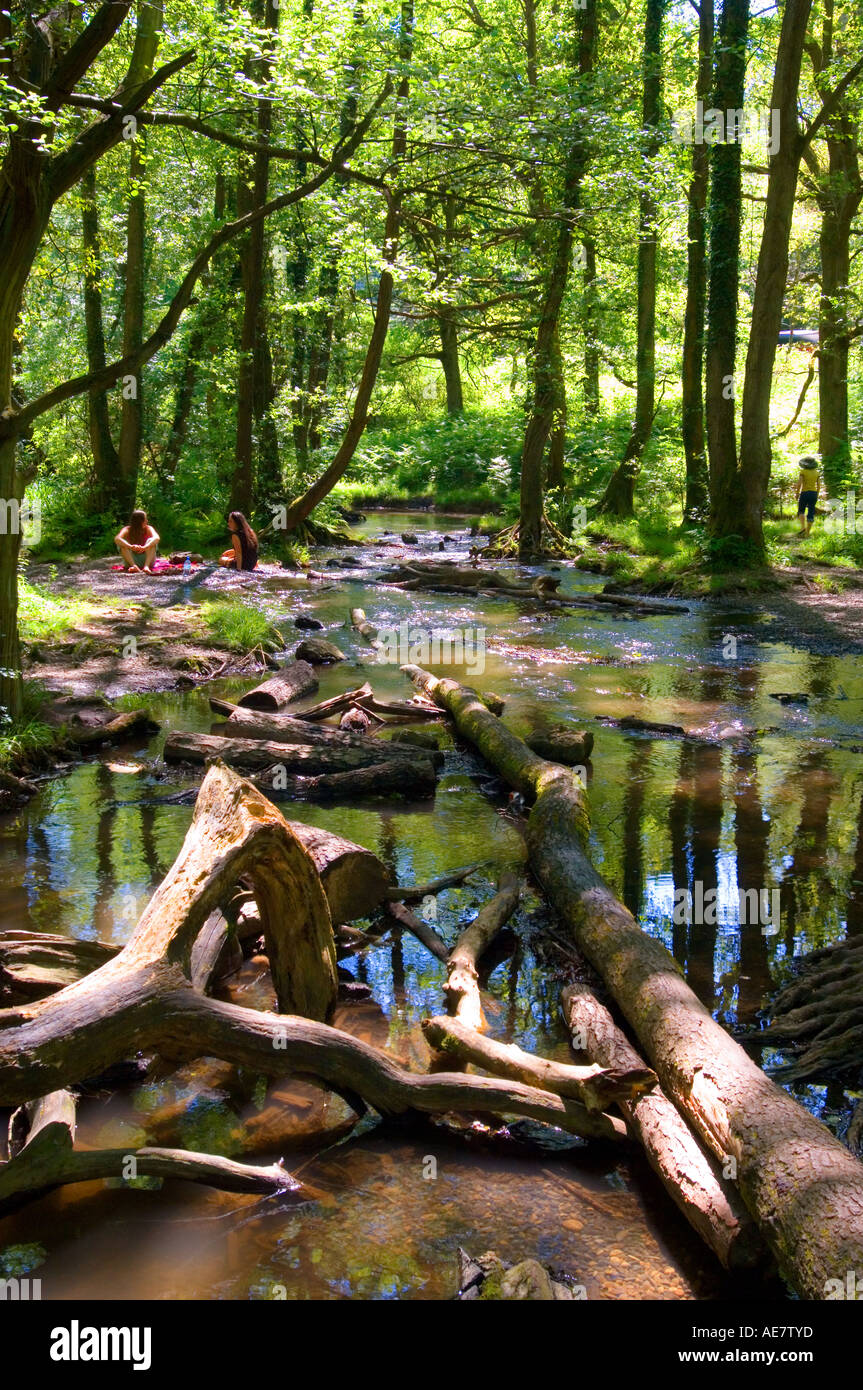 A stream in the forest hi-res stock photography and images - Alamy