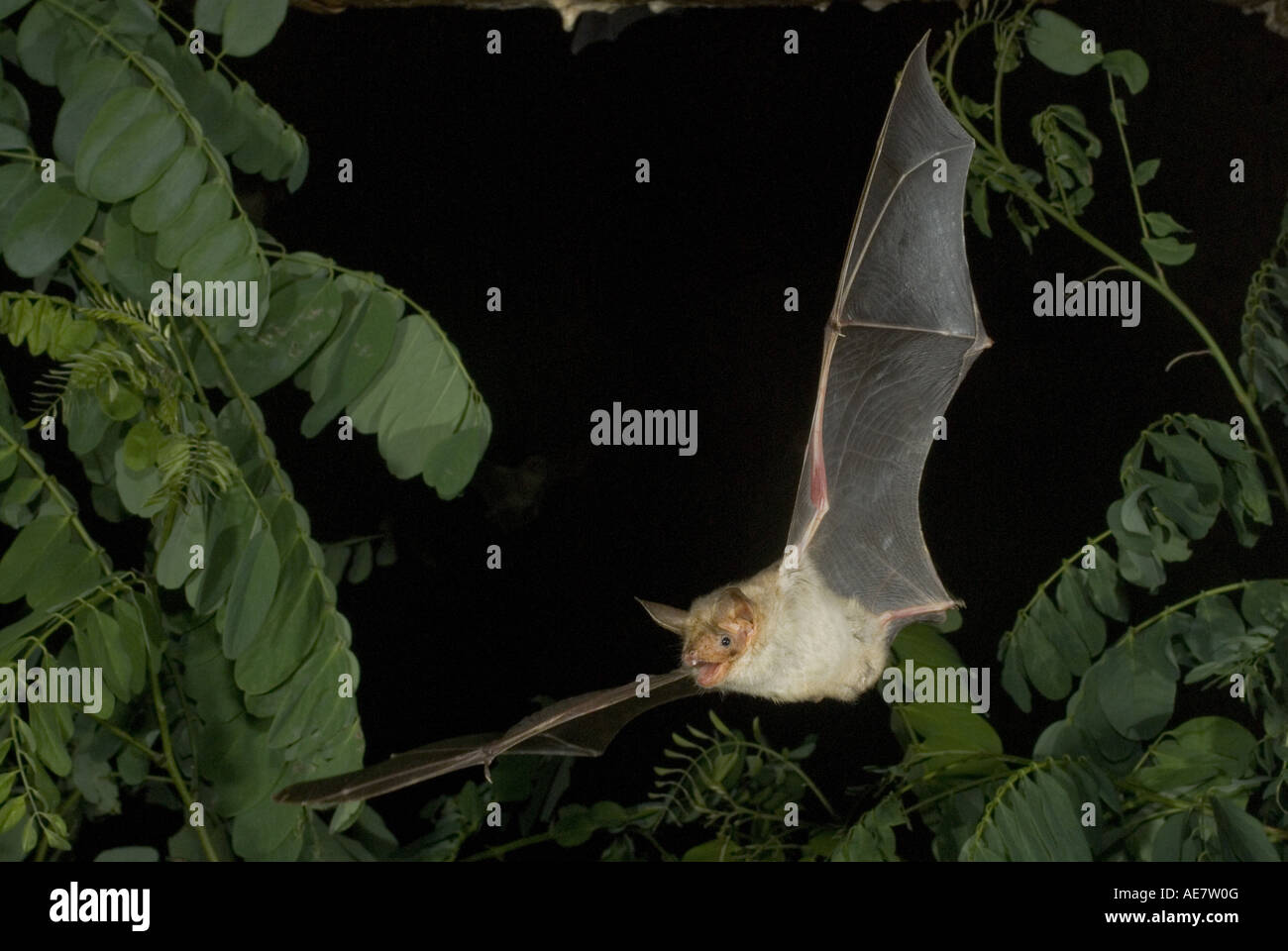 greater mouse-eared bat (Myotis myotis), flying, Bulgaria, Alexandrovo ...