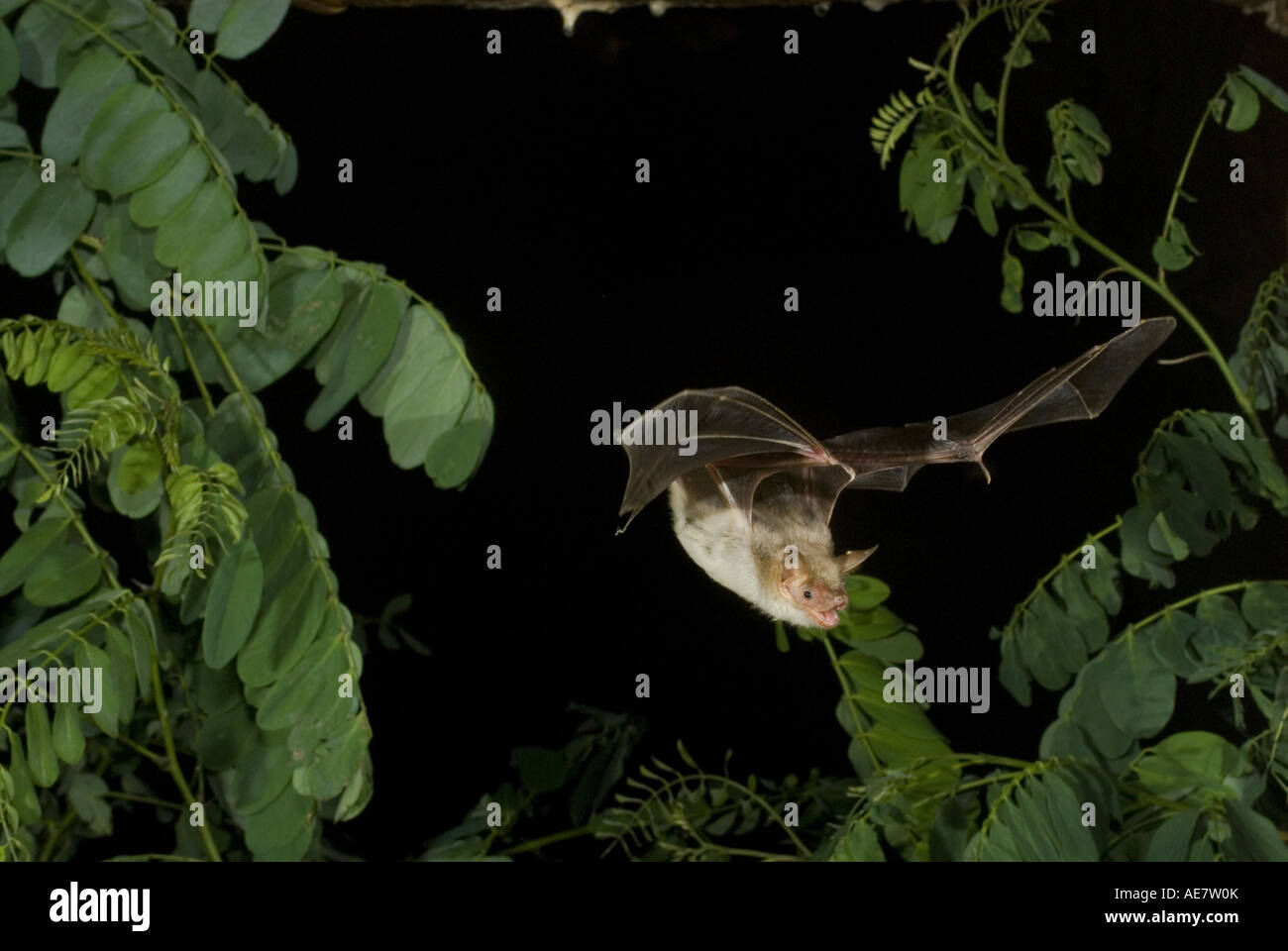greater mouse-eared bat (Myotis myotis), flying, Bulgaria, Alexandrovo ...