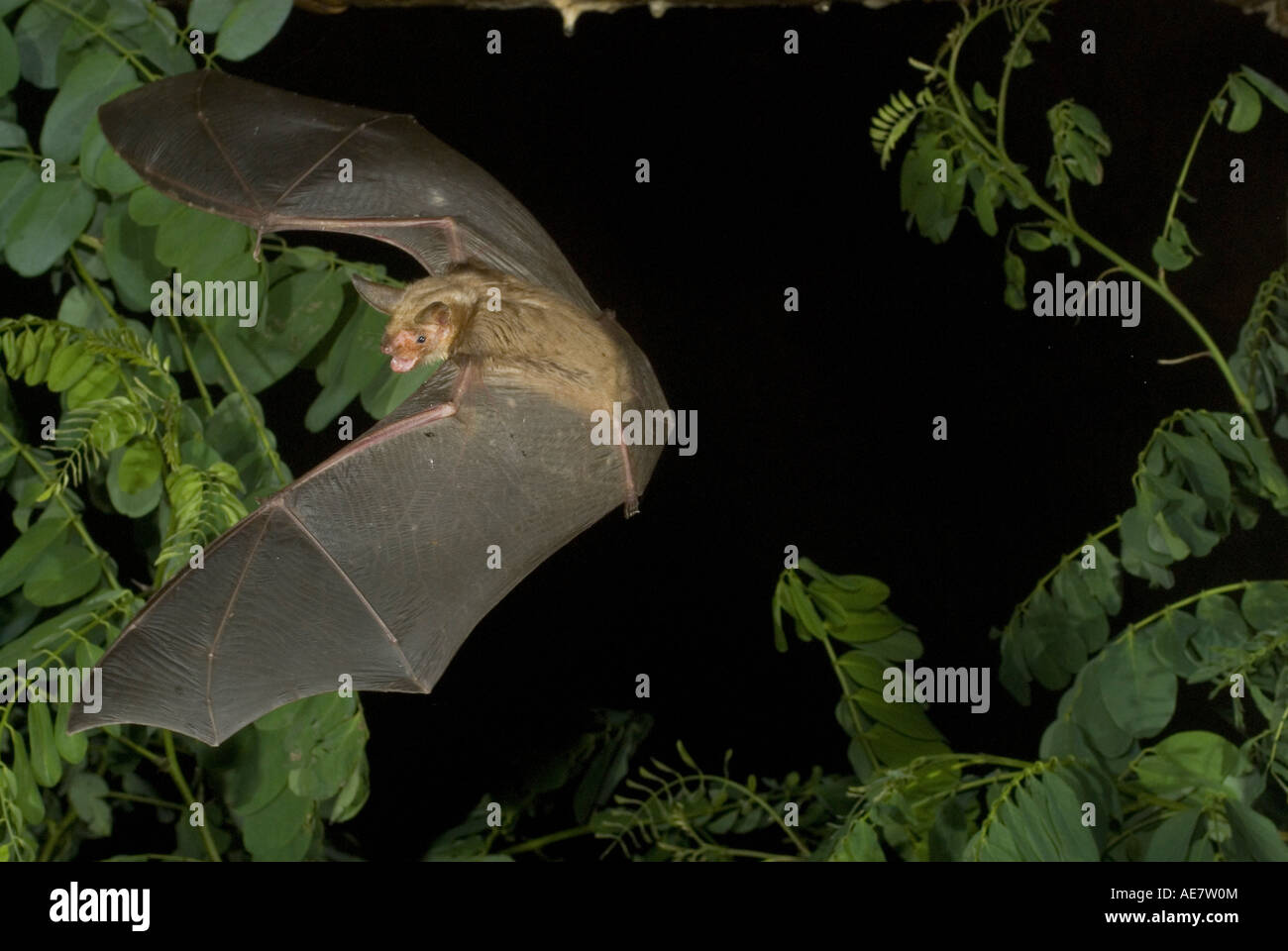 greater mouse-eared bat (Myotis myotis), flying, Bulgaria, Alexandrovo ...