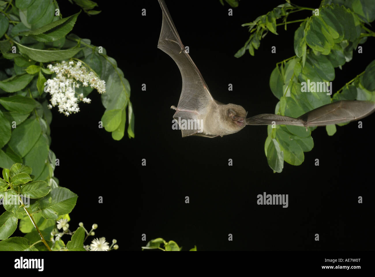 Schreiber's bat (Miniopterus schreibersi), flying, Bulgaria ...