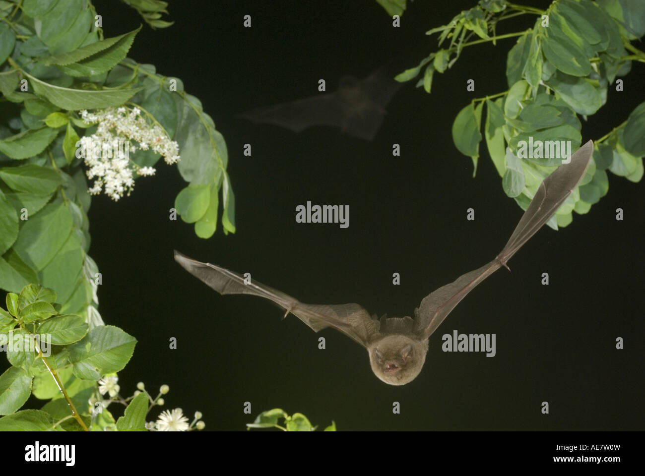 Schreiber's bat (Miniopterus schreibersi), flying, Bulgaria ...
