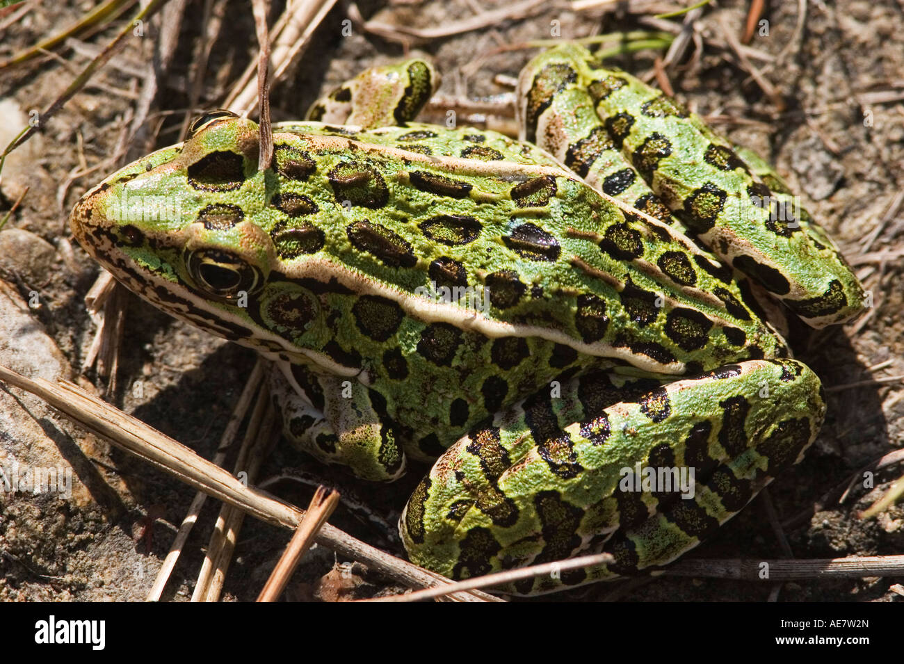 Leopard frog Ontario Canada Stock Photo - Alamy
