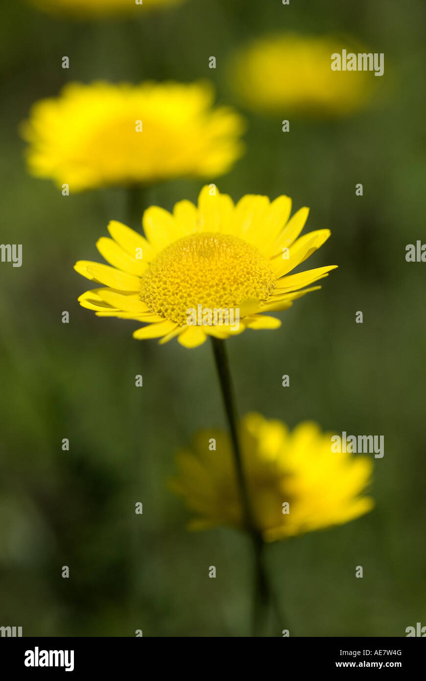 yellow chamomile, dyer's chamomile (Anthemis tinctoria), blooming ...