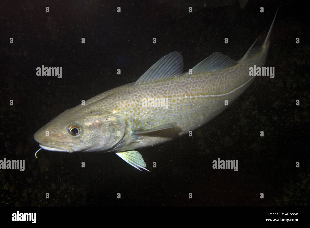 cod, Atlantic cod, codling (Gadus morhua Stock Photo - Alamy