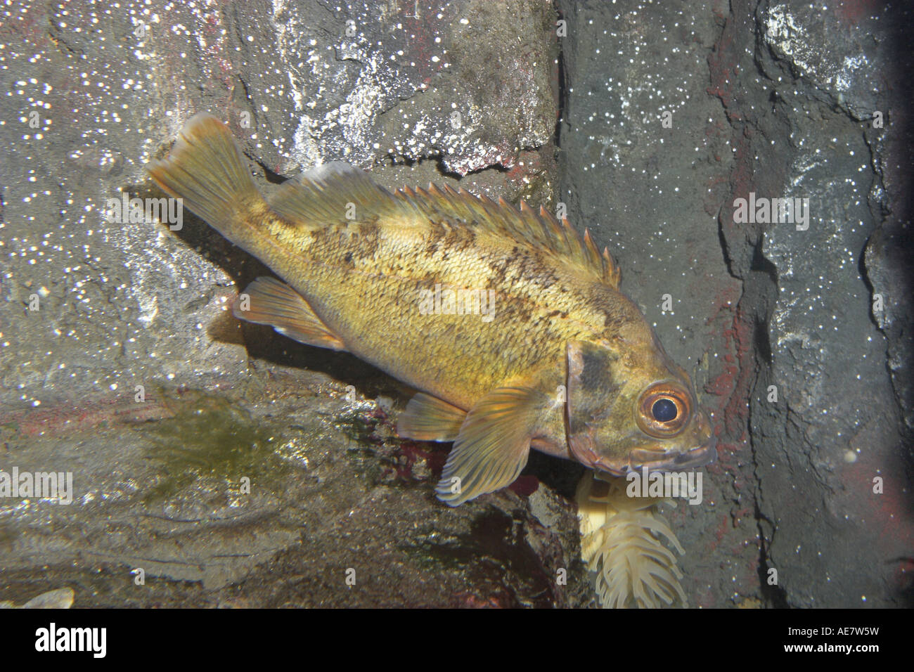 Norway haddock, lesser redfish (Sebastes viviparus Stock Photo - Alamy