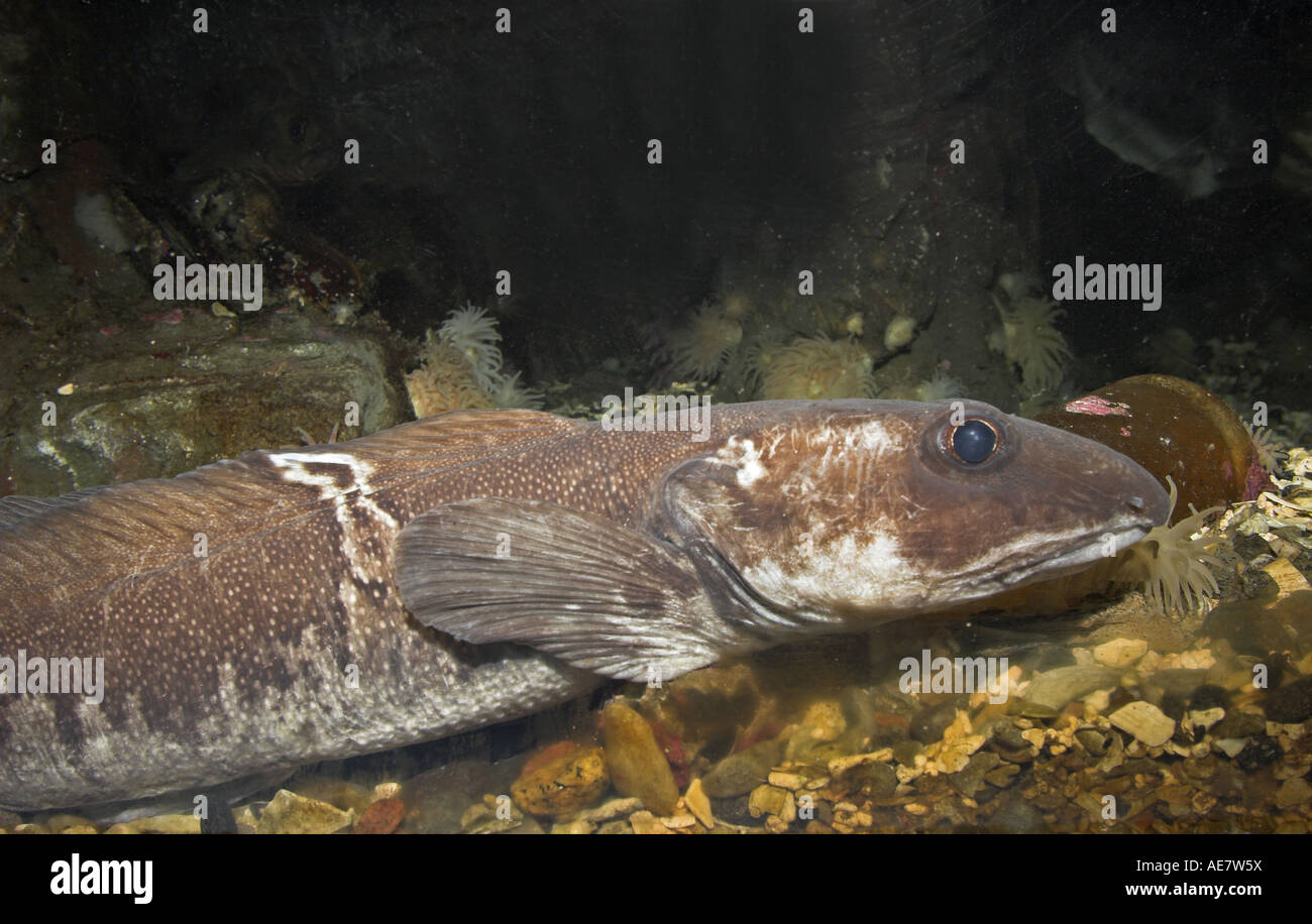 Eelpout hi-res stock photography and images - Alamy