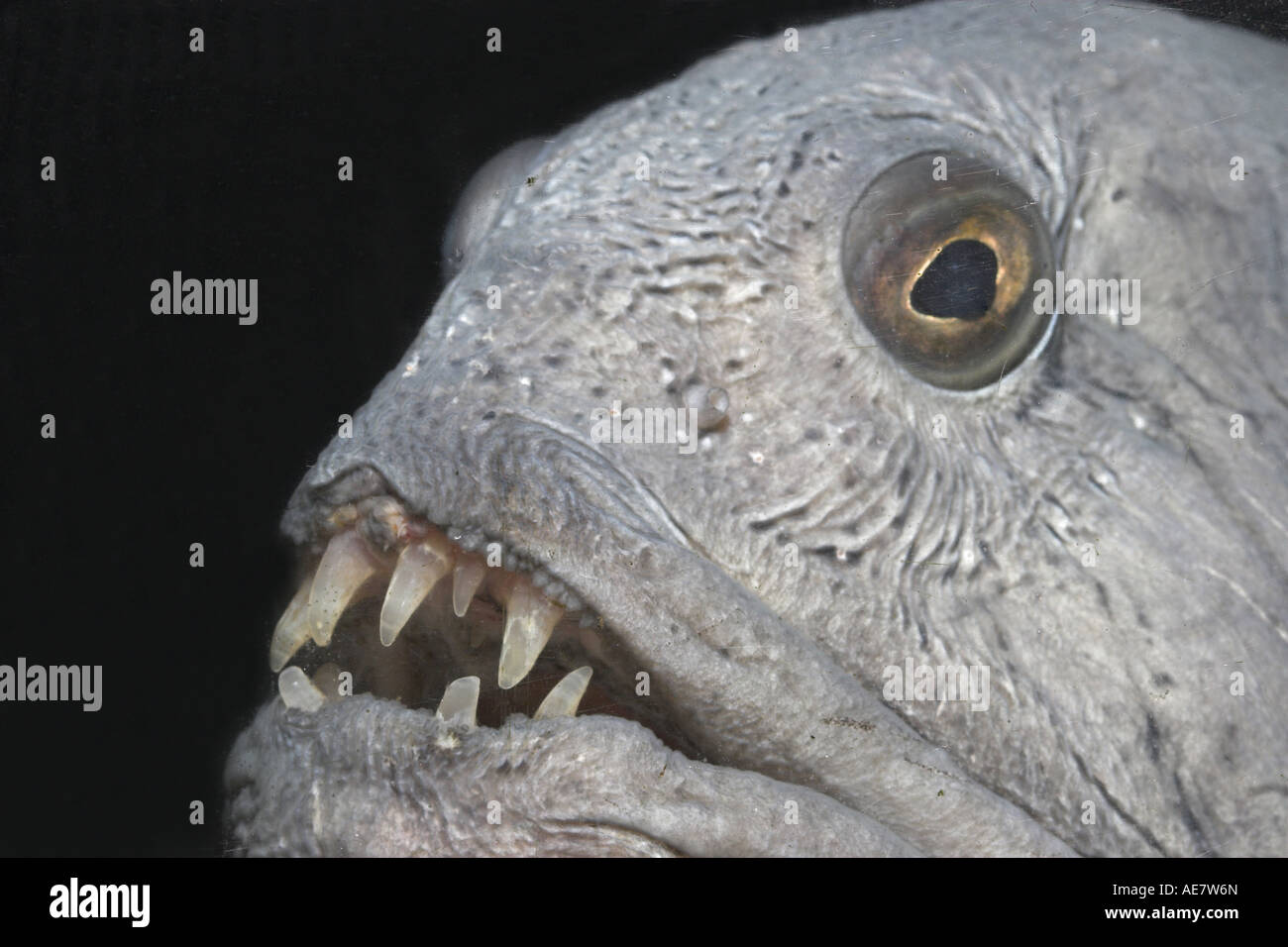 Atlantic wolffish, wolffish, cat fish, catfish (Anarhichas lupus ...