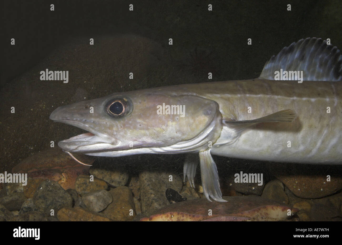 Ling fish hi-res stock photography and images - Alamy