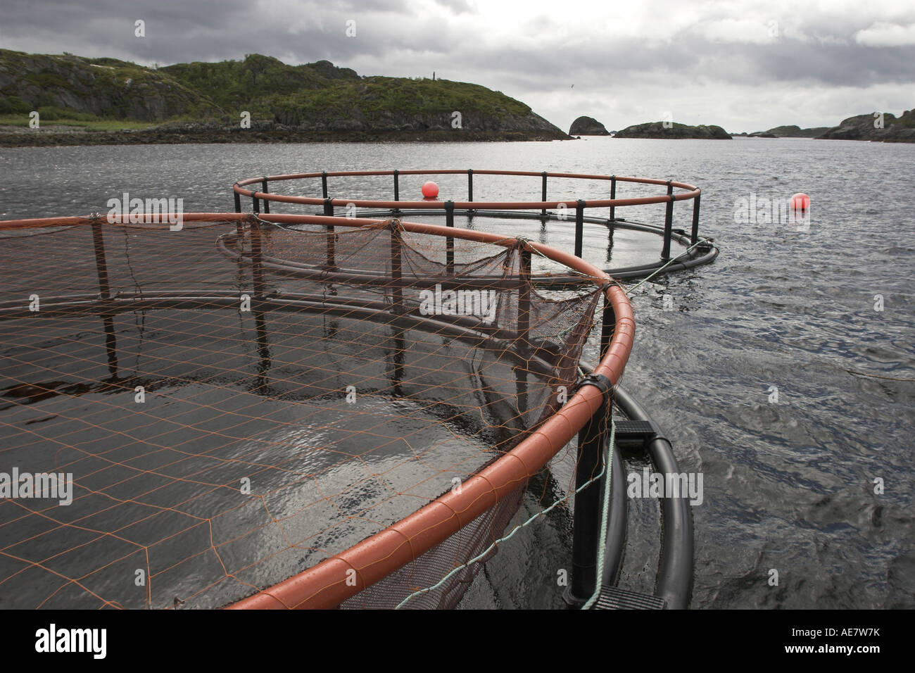 salmonids (Salmonidae), salmon breeding in Norway, Norway, Lofoten ...